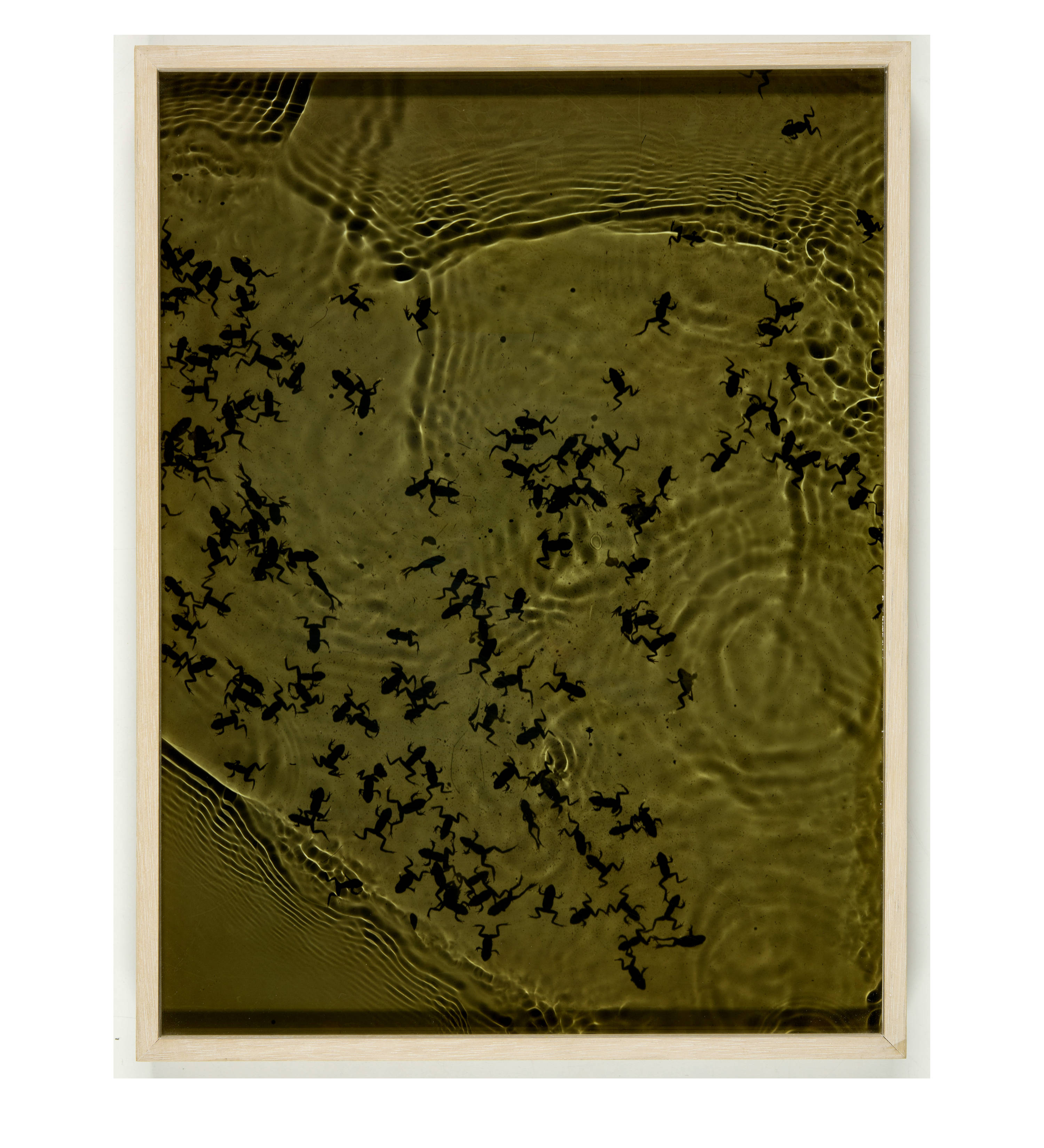 Susan Derges : Spawn I, 1992 | Galerie Kornfeld Auktionen Bern